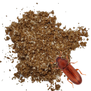 Alles over Kevers: Soorten, Schade & Bestrijding