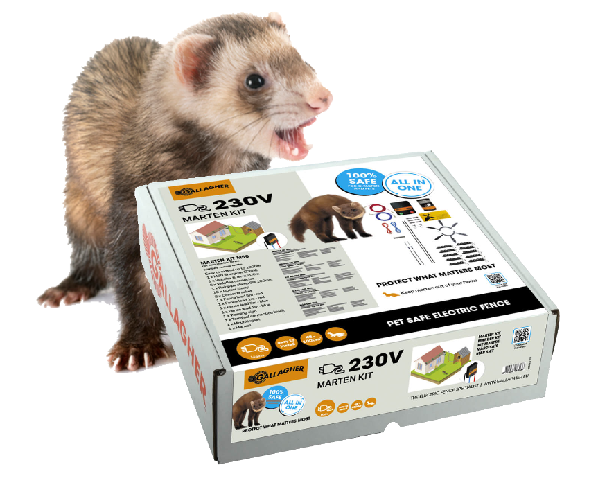 Soorten ratten: Bruine rat, Zwarte rat, muskusrat, woelrat