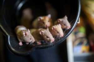 Muizenval emmer | Zelf een val maken en je muizen vangen