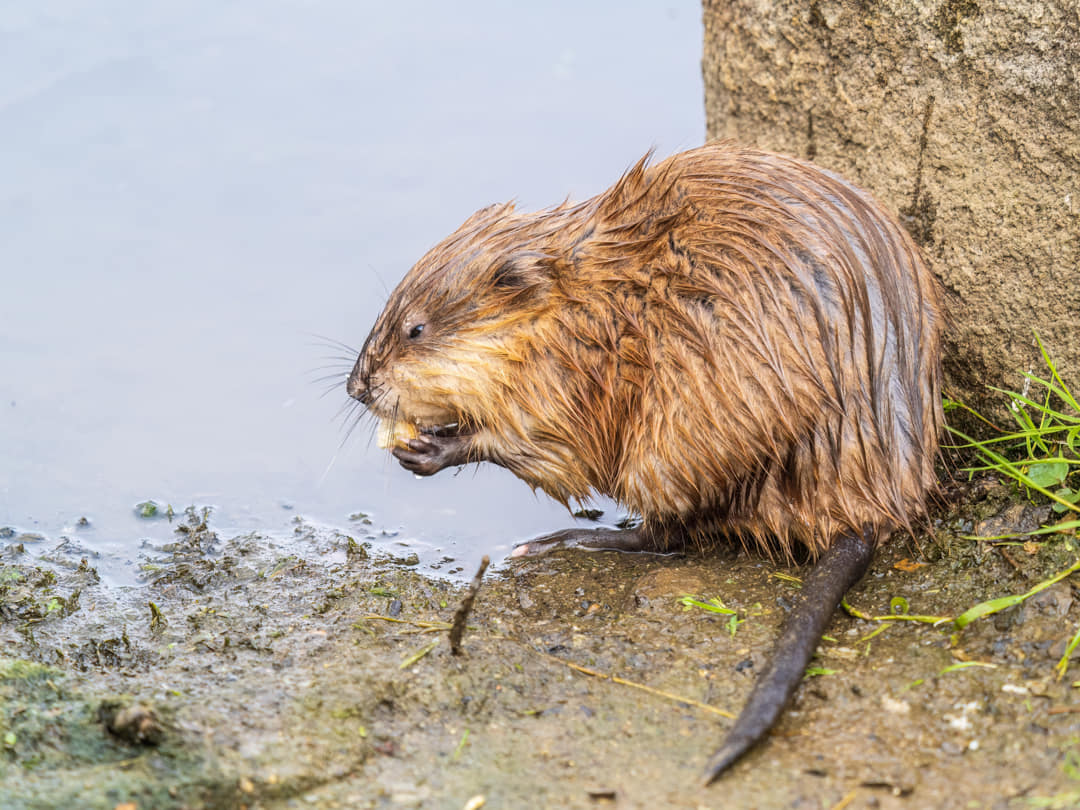 Muskusrat (Ondatra zibethicus) | Herkenning en leefwijze