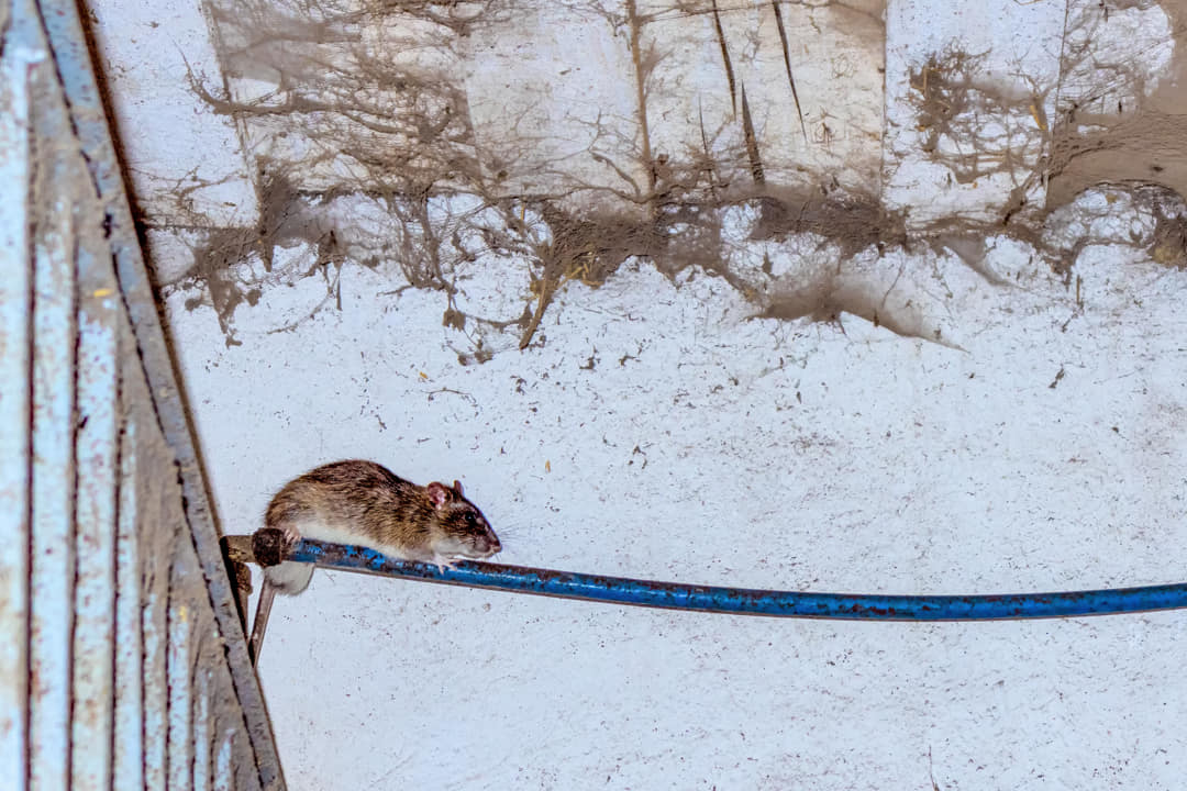 Rat tussen het plafond | Bestrijden en veilig verwijderen