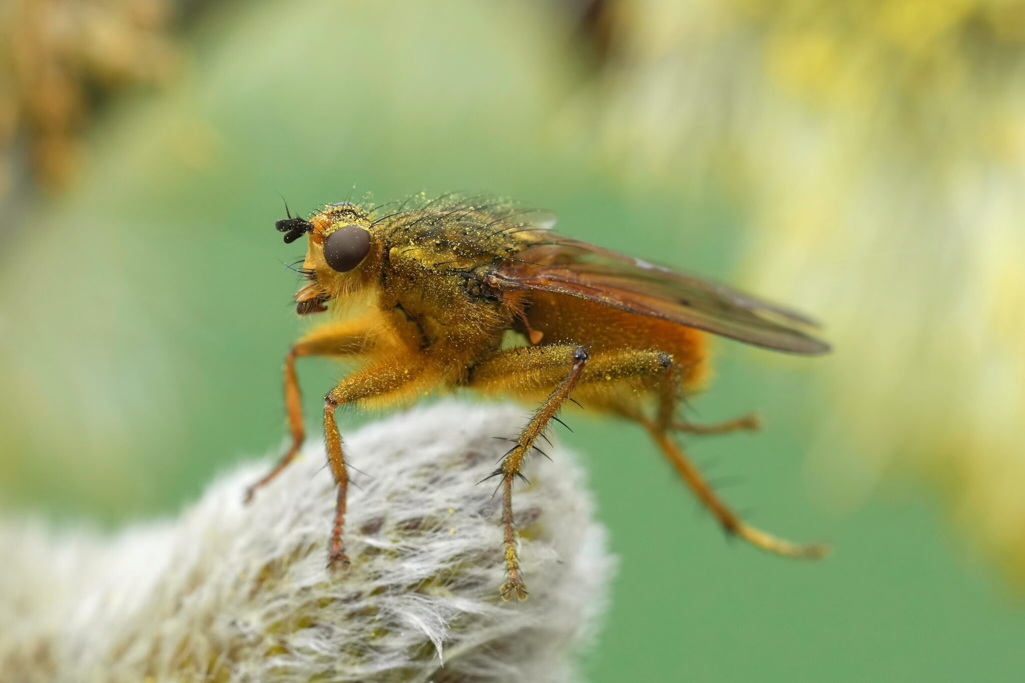 Strontvlieg ( Scathophaga): Herkenningsmethoden & Leefwijze