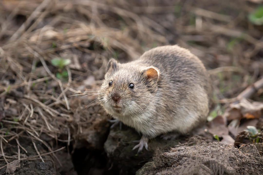 Soorten ratten: Bruine rat, Zwarte rat, muskusrat, woelrat