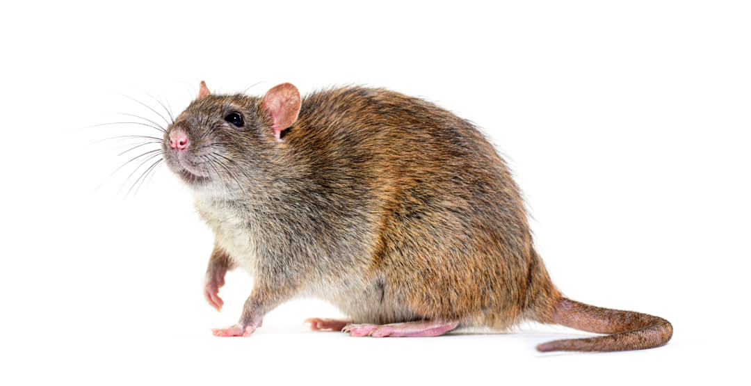 Soorten ratten: Bruine rat, Zwarte rat, muskusrat, woelrat