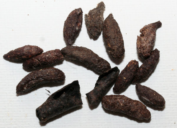 Hoe leven bruine ratten en hoe verjagen | #1 in Rattenbestrijding