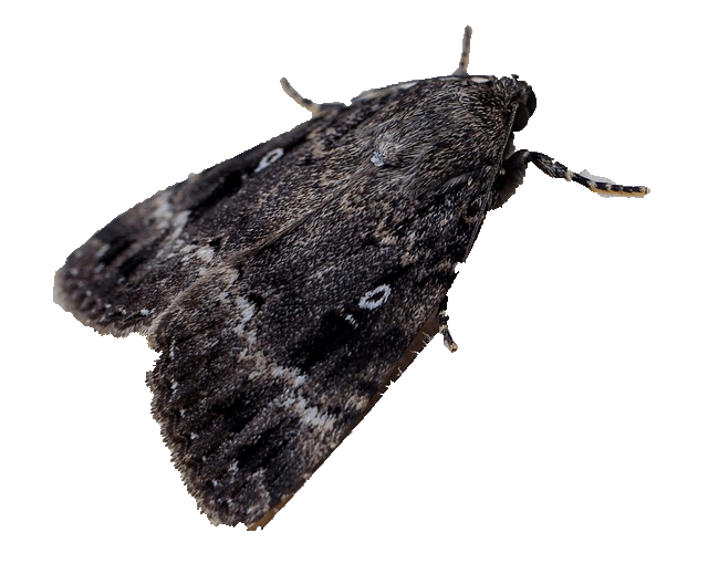 Motten | #1 Bestrijding | Budget Ongedierte Bestrijden