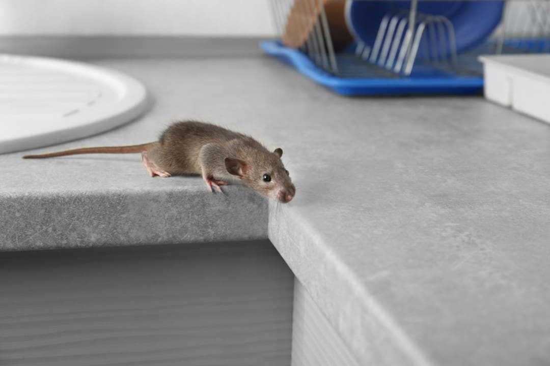 Muizen in de Keuken: Sporen, vetvlekken en uitwerpselen