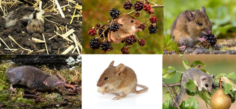 Muizen soorten: Huismuis, woelmuis, dwergmuis en meer muizen