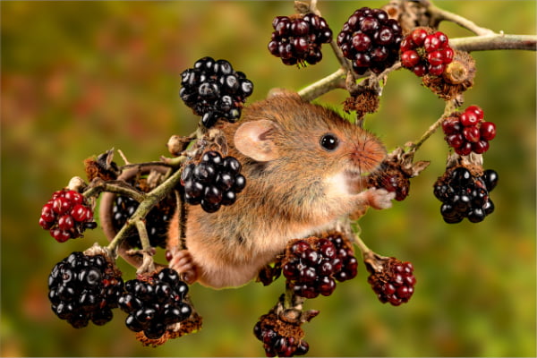 Muizen soorten: Huismuis, woelmuis, dwergmuis en meer muizen