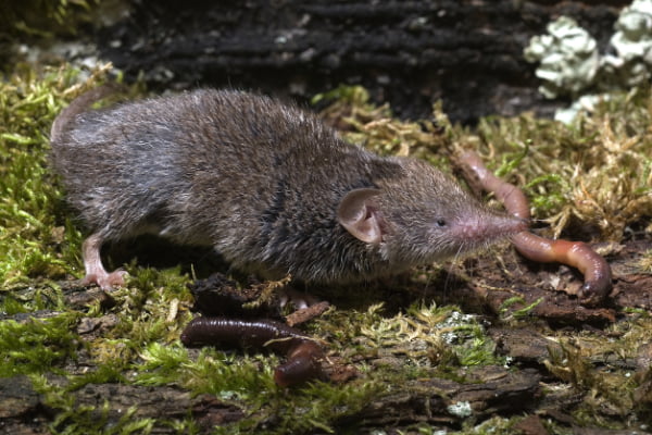 Muizen soorten: Huismuis, woelmuis, dwergmuis en meer muizen