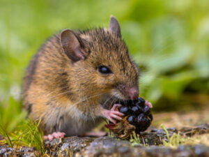 Muizen soorten: Huismuis, woelmuis, dwergmuis en meer muizen