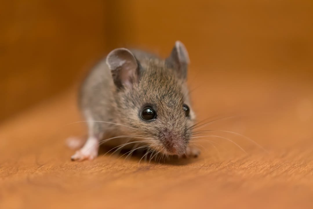 Muizen op balkon: Zet muizenvallen en lokdozen op het balkon