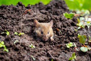 Muizen soorten: Huismuis, woelmuis, dwergmuis en meer muizen