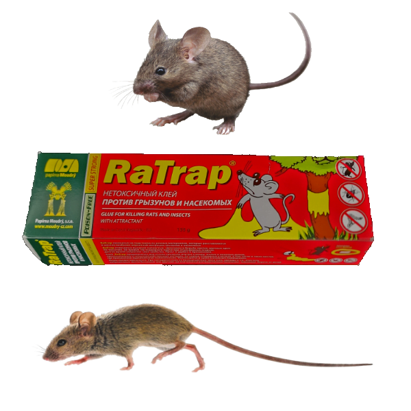 Muizenlijm (& rattenlijm) Maak zelf je lijmval tegen muizen