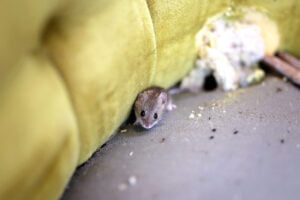 Muizen soorten: Huismuis, woelmuis, dwergmuis en meer muizen