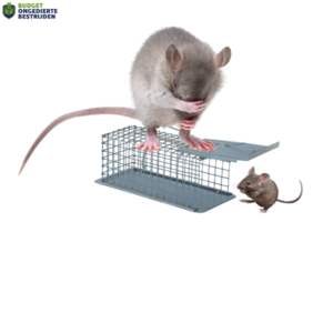 Muizen vangen: Gebruik muizenvallen en effectief lokaas