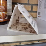 5 stuks Multi Mottenval - PestiNext