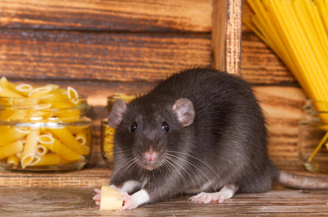 Rat tussen het plafond | Bestrijden en veilig verwijderen