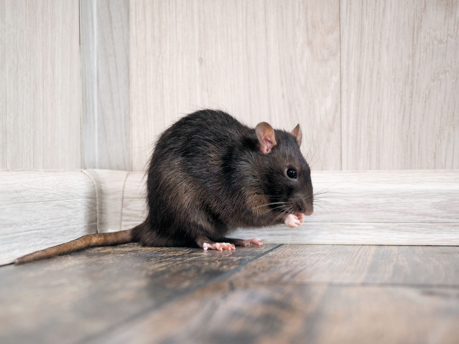 Ratten in huis wat te doen? Herken, voorkom en bestrijd
