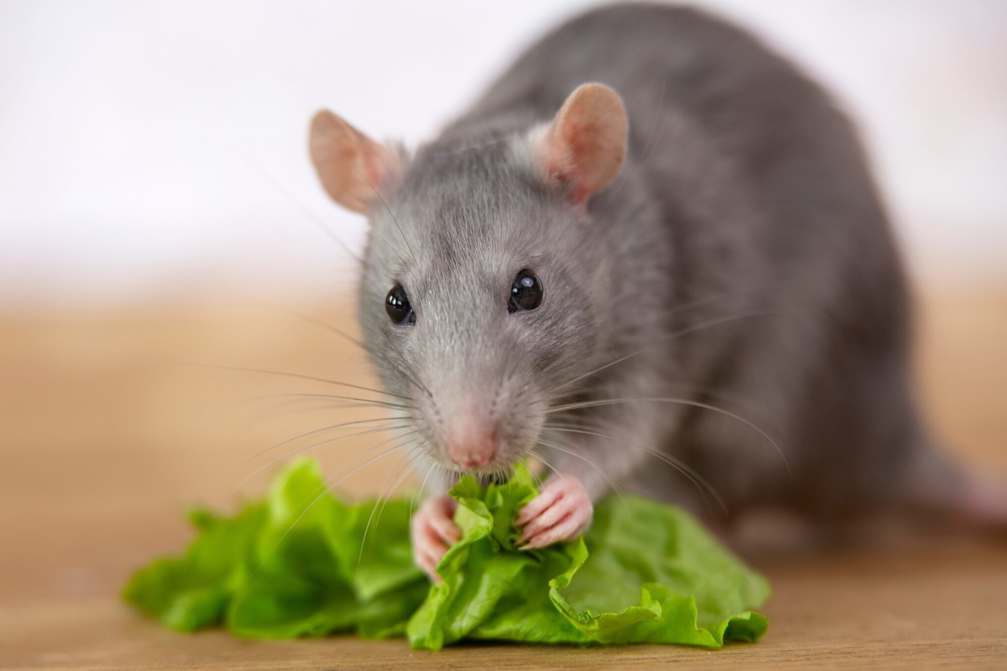 Wat eten ratten: Granen, fruit, zaden, noten en vlees