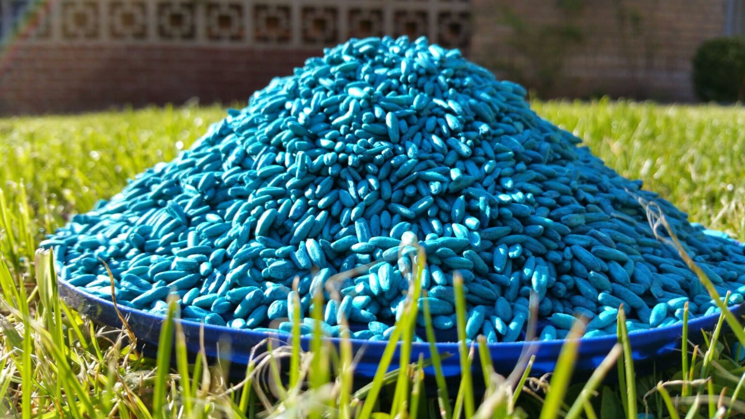 Muizengif korrels | Werking, lokdozen en alternatieven