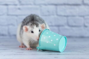 Ratten Vangen met Emmerval: Effectieve DIY Bestrijdingsmethode
