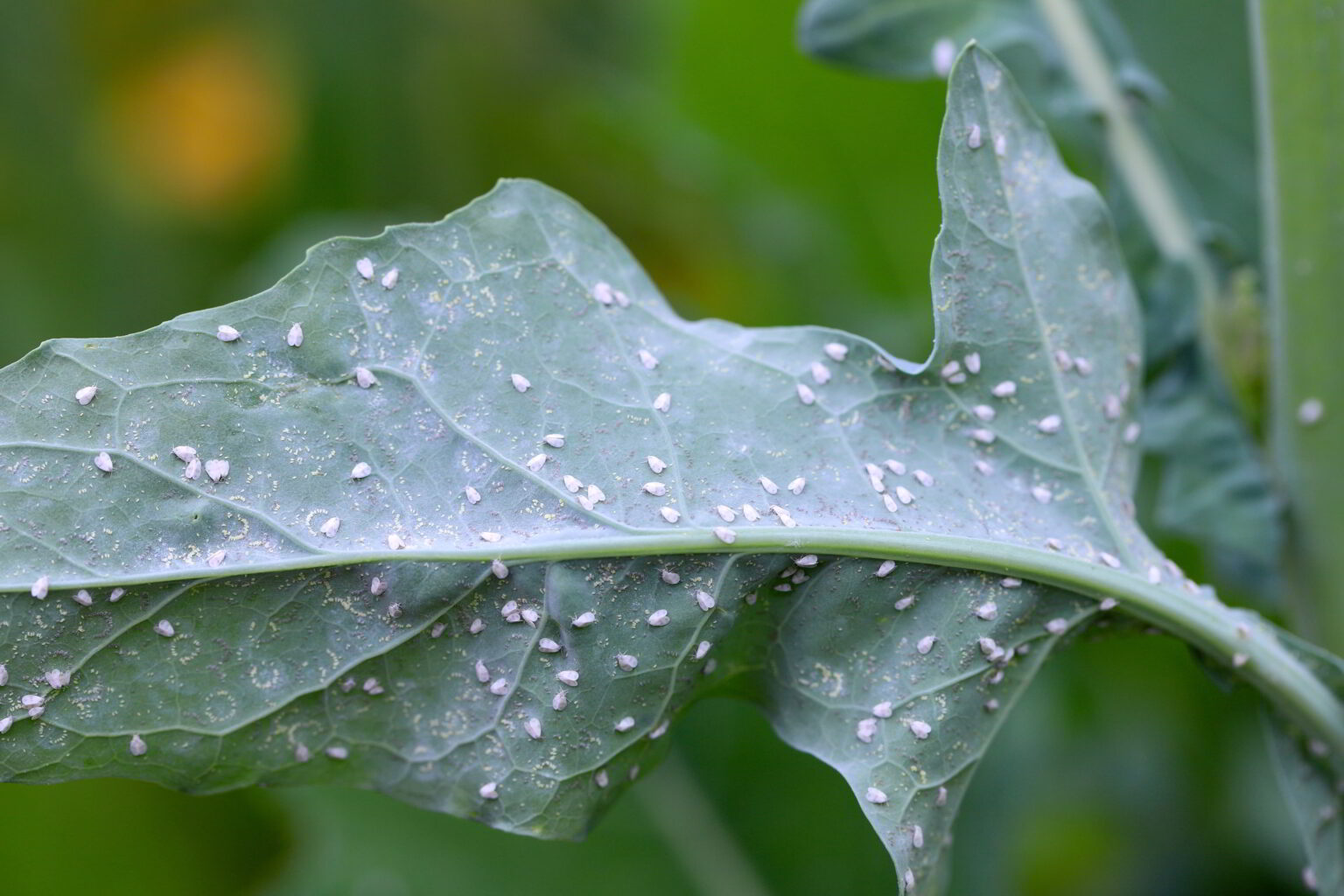 Witte Vlieg: Herkennen, leefwijze en bestrijdingsmethoden
