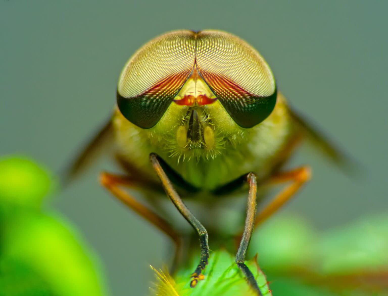 Steekvlieg (Tabanidae) : Identificatie & Preventie Tips