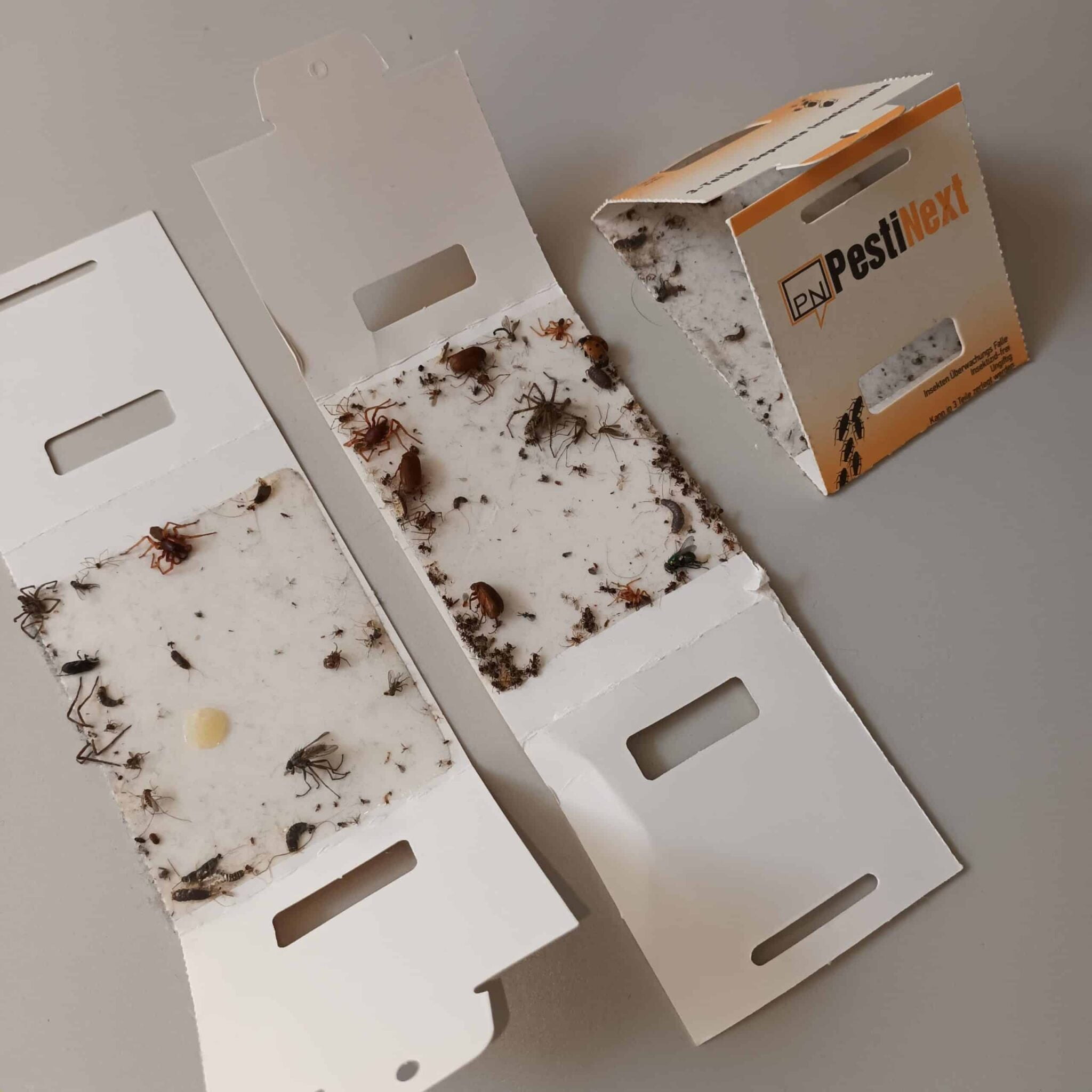 Insecten Lijmval - Insectenval - 30 stuks - PestiNext