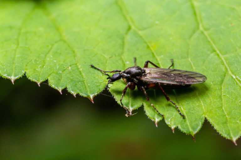 Zwarte Vlieg (Bibionidae): Herkenningsmethoden & Preventie